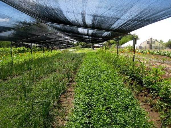 Black Shade Net 50% For Green House/Poly House – GreenCraft Agro